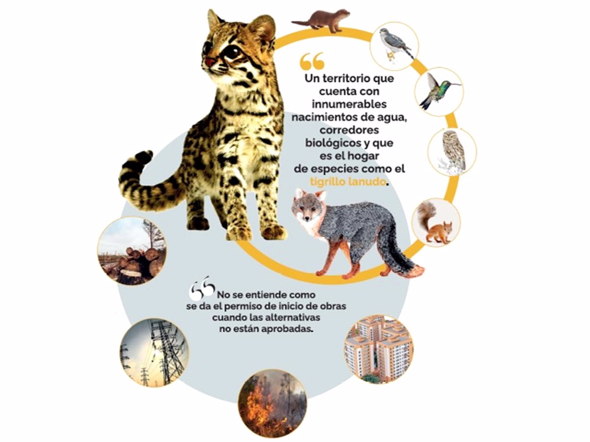 ¡Salvemos al tigrillo de Tabio! en Periódicos de Colombia ...